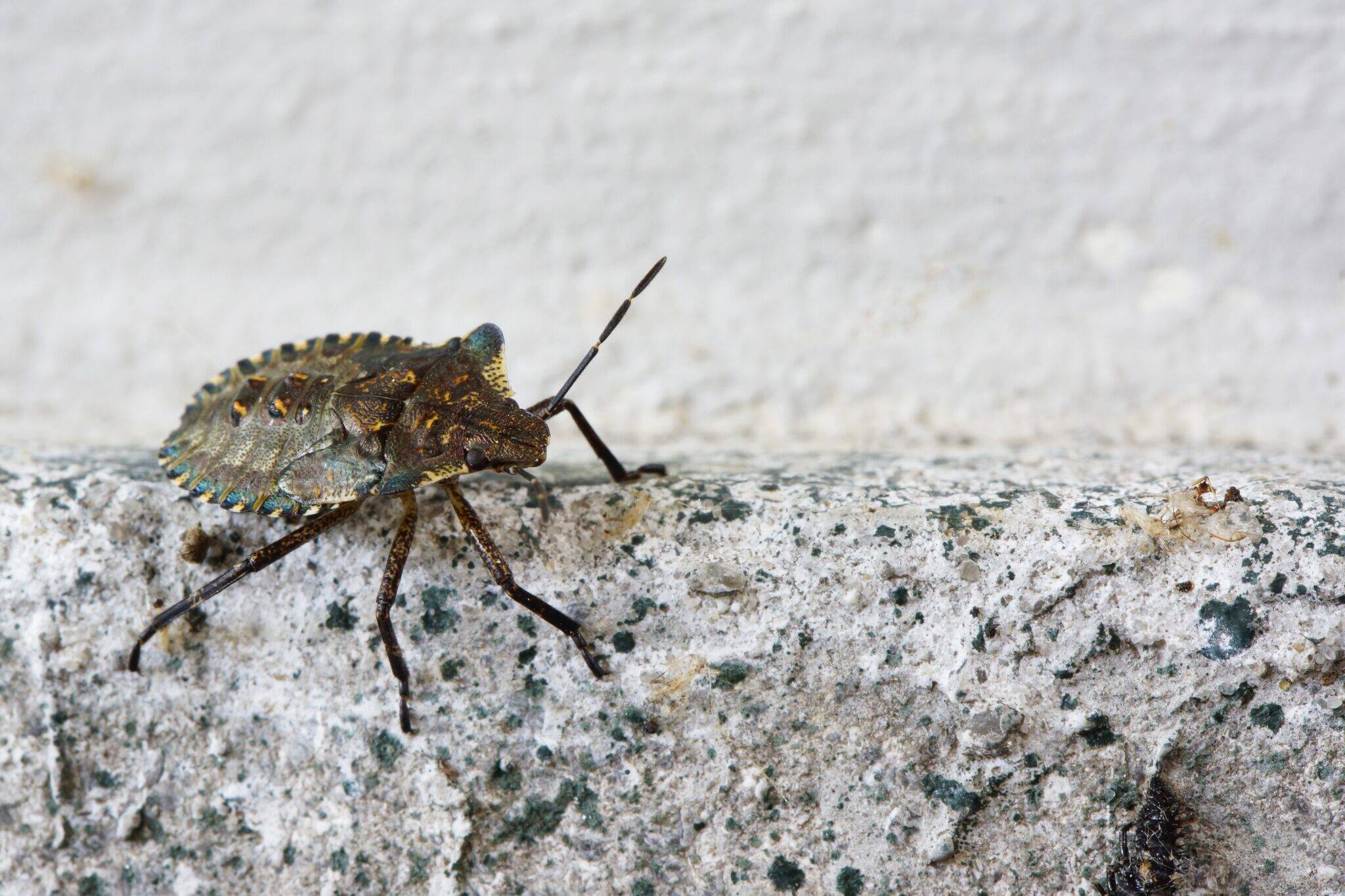 Stink Bugs, Ladybugs, and Boxelder Bugs: Why They’re Suddenly in Your ...
