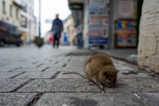 Why Rats Thrive in Cold Cities: How Winter Weather Drives Rodent ...